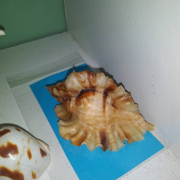 Seashell Spondylus Imperialis | Spondylidae | Imperial Thorny Oyster ...