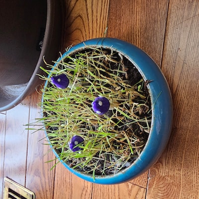 Dino Nugget Keychain Polymer Clay Food Chicken Nugget Dinosaur T-rex ...