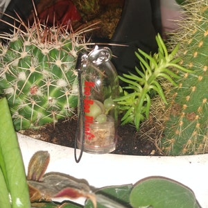 Pearl Live Succulent Plant Miniature Plants Living Inside Capsule ...