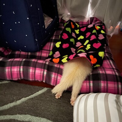 Catnip Cat Mat, Cat Mat for Pet Carrier, Cat Mat, Organic Catnip Play ...