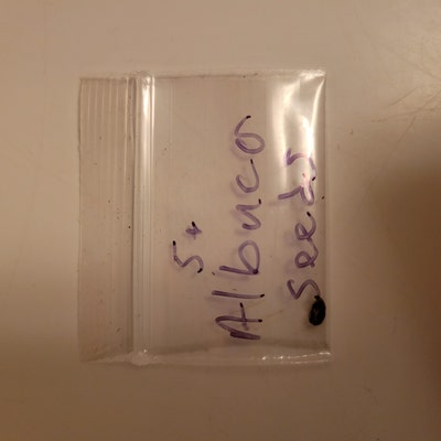 Applemint Seeds mentha Suaveolens Apple Mint Woolly Mint Pineapple Mint ...