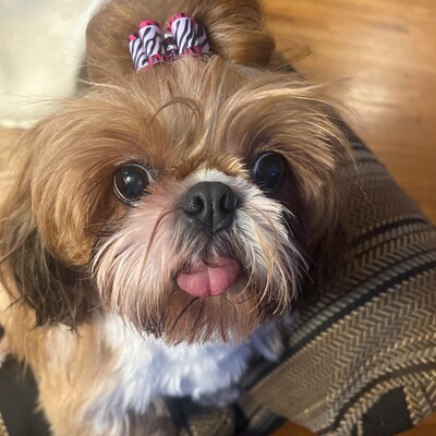 Satin Dog Bow With Swarovski Crystals and Rhinestones, Small Dog Hair ...