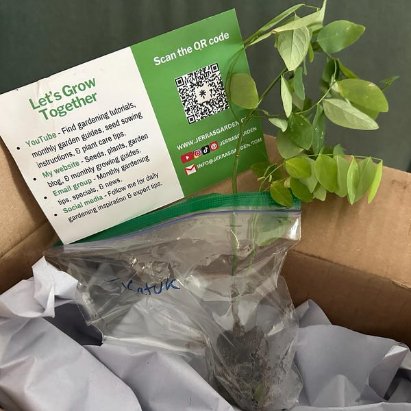 State Fair Zinnia Flower Seeds - Mixed Colors Heirloom Annual Flower ...