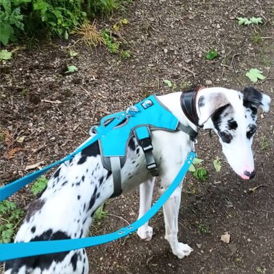 White Biothane Dog Collar - Etsy