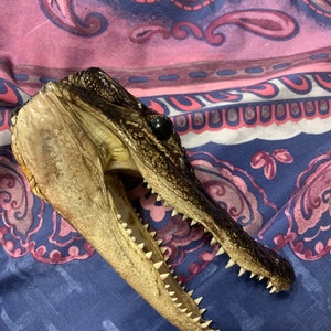 ALLIGATOR BONE DUST Voodoo Hoodoo Wicca Gothic Oddity - Etsy