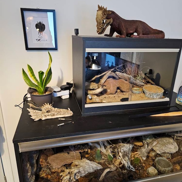 Ornithoptera Goliath Procus, Goliath Birdwing, Green Birdwing ...