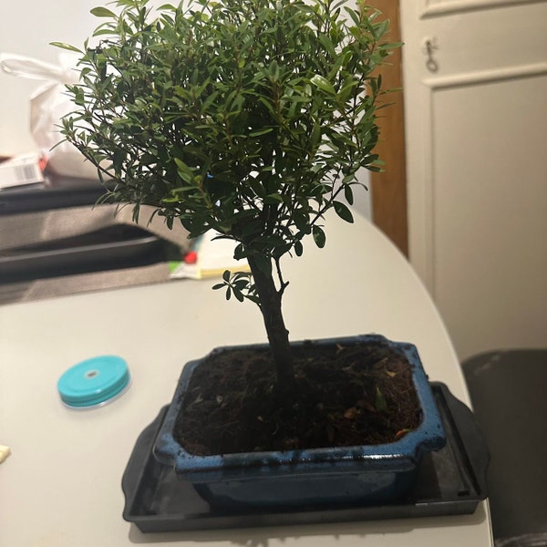 Navy Blue Chiffon Chair Drapes With Silver Ring for Hire. - Etsy UK