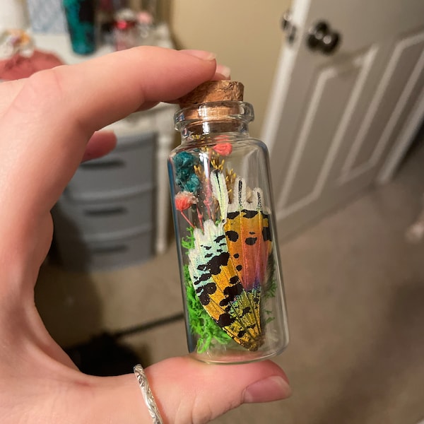 Beetle Dome Jar// Real Beetle Bell Jar// Entomology// Oddities// Nature ...
