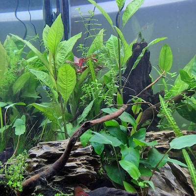Starter Pack Live Aquarium Plant Aquatic Tropical Fish Java - Etsy UK