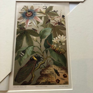 Lithograph Rabbit Original Vintage From 1897 No Copy - Etsy