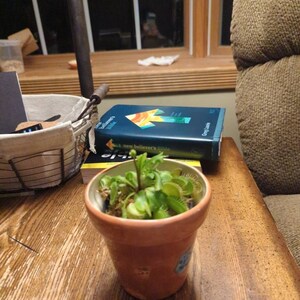 Carnivorous Spoon Leaf Sundew Drosera Spathulata Plant 3 Inch Pot - Etsy