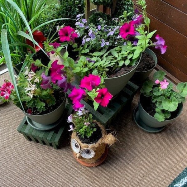 Rotting Wooden Insect Spider Bee House Natural Wood Food Hotel Shelter ...