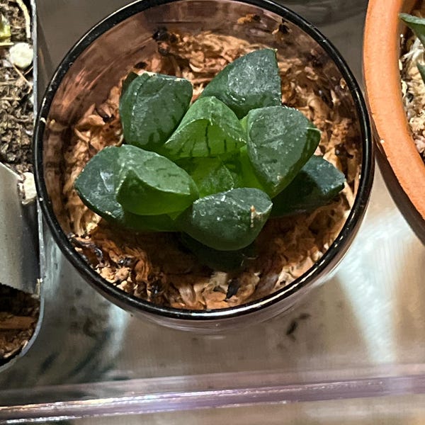 Rare Succulent: Conophytum Blandum - Etsy