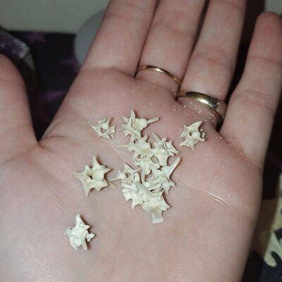 10 Med Real Animal Back Bone Rattle Snake Vertebra Skeleton Part Craft ...