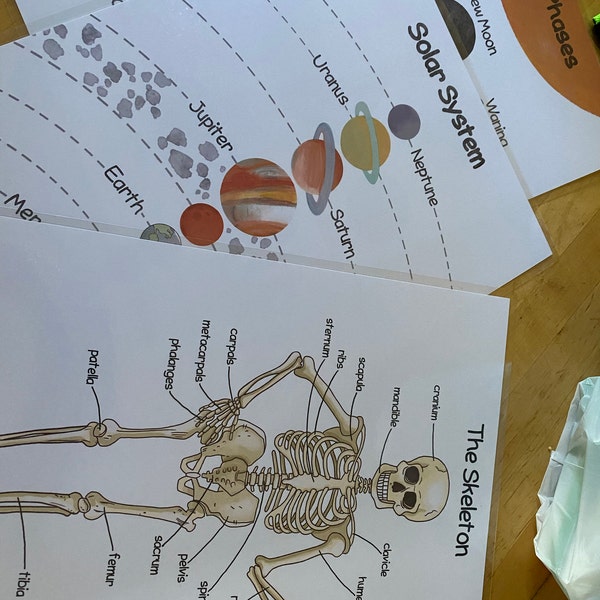 Human Skeleton Poster for Kids Human Bones Downloadable Prints ...