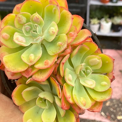 Rare Succulent Echeveria Raindrops Frills - Etsy