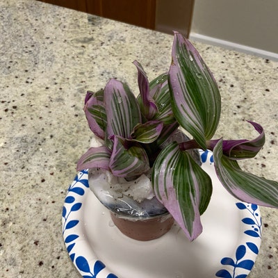 Live Lemon Prayer Plant in a 3 Pot Prayer Plant Maranta Leuconeura ...
