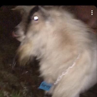 Goat Collar ID Tags - Etsy