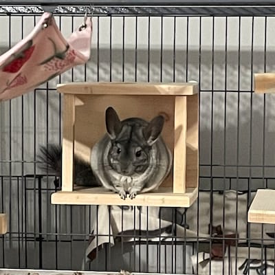 Chinchilla Hut Hideout House Free Standing House for Chinchilla Kiln ...