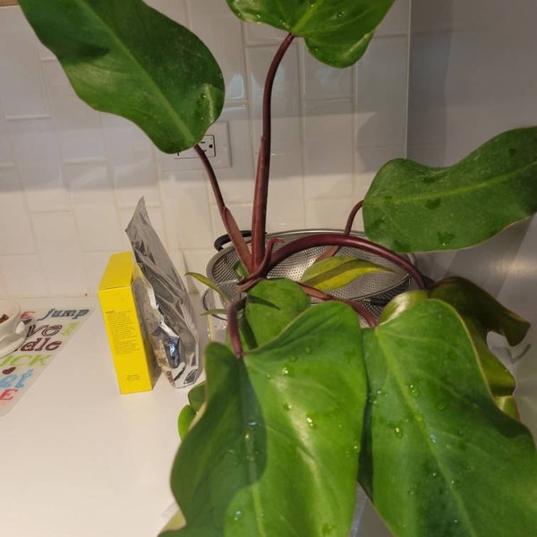 IPhone Lockscreen Classic Ipod Wallpaper Pack [3 HD Images] - Etsy