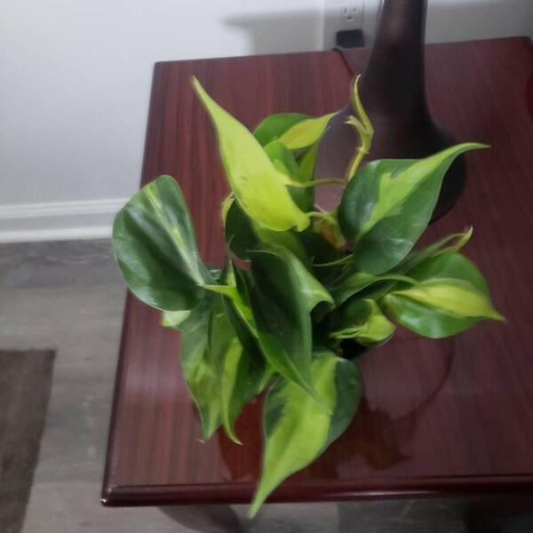Philodendron Brazil in a 4" Nursery Pot - Variegated Pothos Plant ...