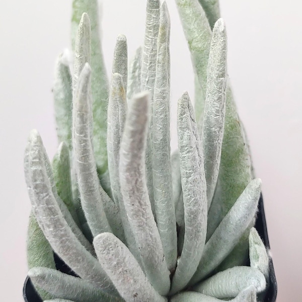 Baby Toes | 2.5 Inch | Fenestraria Rhopalophylla | Mimicry Plants ...