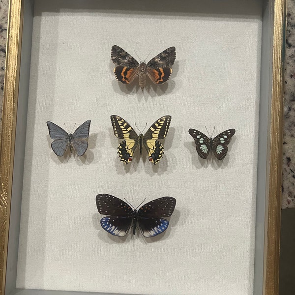 Mounted Wings Spread Assorted Butterflies Moths Collection Wholesale ...