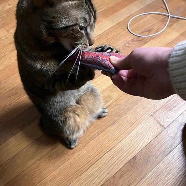 Catnip Toys, Year of the Pig Cat Toy, Pig Pillows, No Fur Cat Toys ...