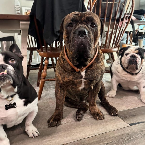 1/2" Super Heavy Beta Biothane Raw Material by the Foot: Waterproof ...