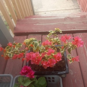 Shooting Star Tree AKA Starburst Tree Clerodendrum Quadriloculare Small ...