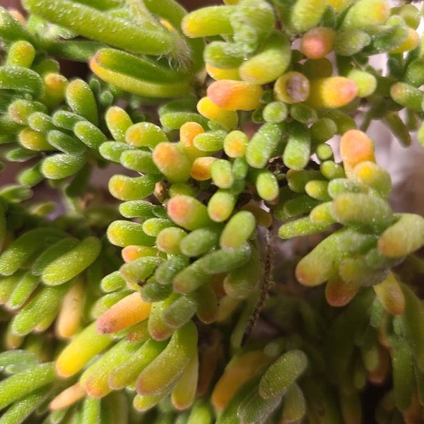 Beautiful Succulent: Dicrocaulon Ramulosum (l.bolus) Ihlenf Purple ...