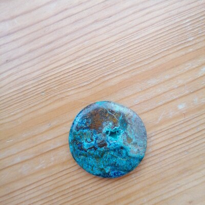 Center Cut Arabian Tibia Seashell, Tibia Insulaechorab Seash Seashells ...