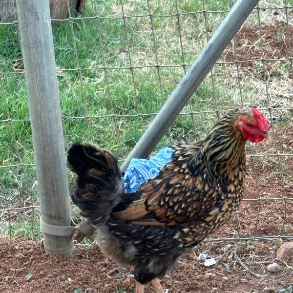 Chicken Diapers/ Hen Diapers/ Birds Diapers/rooster Diaper - Etsy