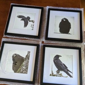 Raven Peace A Single Raven in the Top of a Tree Signed Fine | Etsy