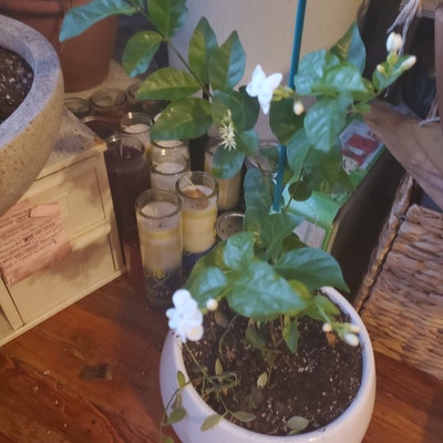 Jasmine MAID OF ORLEANS Arabian Sambac Live Plant Fragrant - Etsy