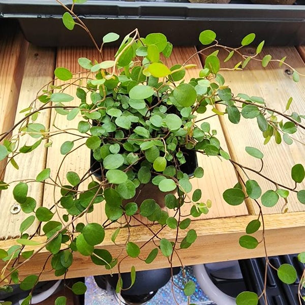 Angel Vine “wire Vine” Plant - Etsy