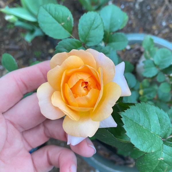 Rose【juicy Terrazza | 果汁阳台】- Ownroot -1.5gal | Netherlands Rose| Strong ...