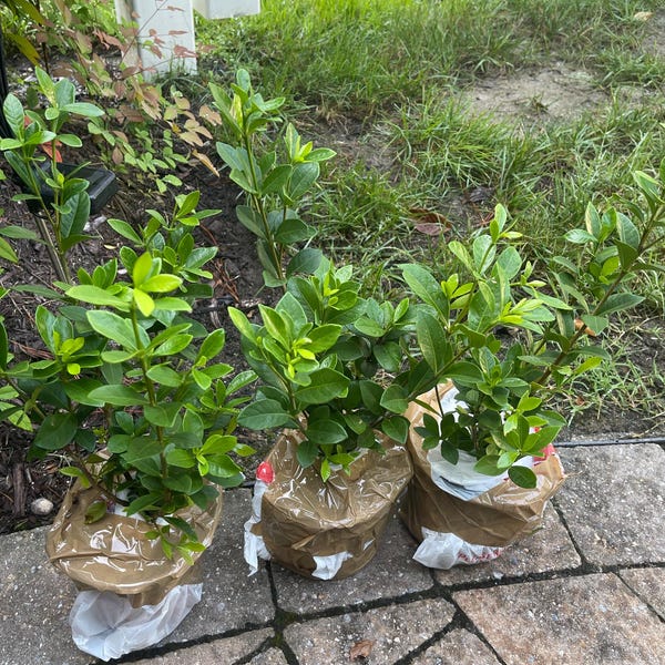 Hosta TRUE Chartreuse With White/cream Edges 'american Dream' in 4.5x5 ...