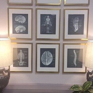 Human Muscular System Anatomy Poster Set of 12 Muscles Structure Print ...