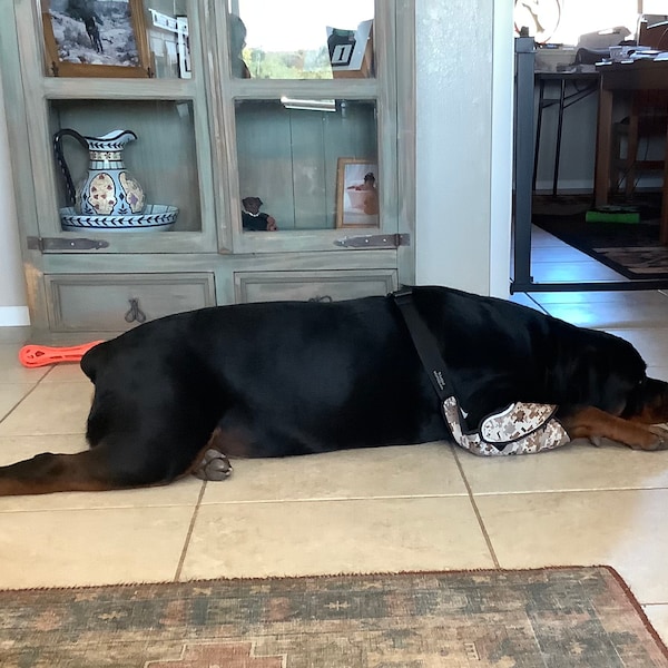 Adjustable K-9 Elbow Callus Pressure Sores Reflective Dog Elbow ...