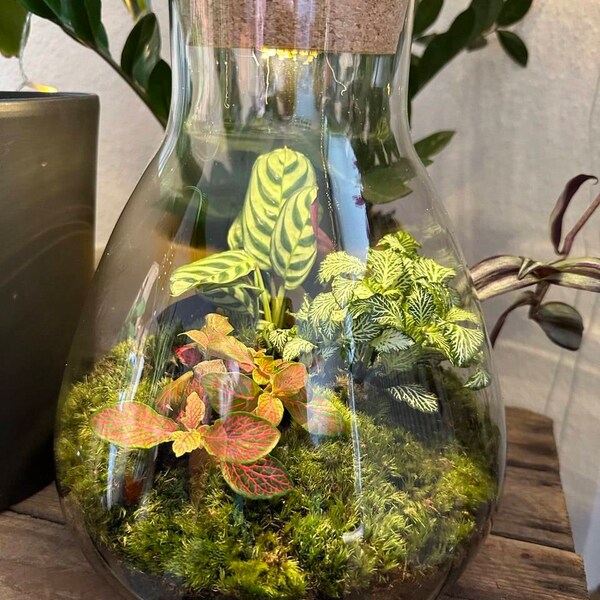 Terrarium • Sam Calathea With Light • DIY Bottle Garden Kit LED ...