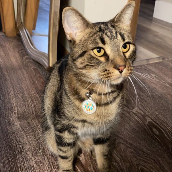 Silent Cat Id Tag QR Code, Personalized QR Code Cat Kitten Id Tag ...