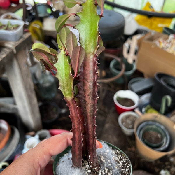 African Milk Tree, Euphorbia Trigona 4 Inch Pot, Red Original Color ...