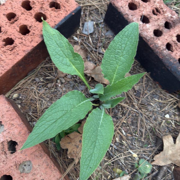 True Comfrey Crown Cuttings. (symphytum Officinale) Quality Roots ...