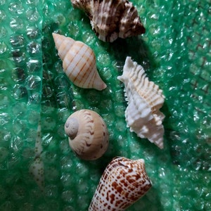 Set of 20 Great Collection of HORSE CONCH Family 20.5mm-282mm in Length ...
