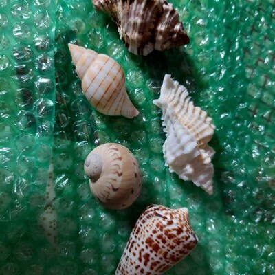 Set of 20 Great Collection of HORSE CONCH Family 20.5mm-282mm in Length ...