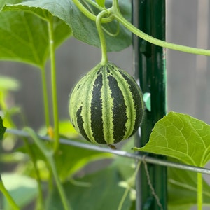 Congo Watermelon Seeds a Larger Super Sweet Heirloom Melon - Etsy