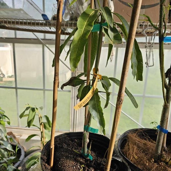 Juliette Mango Tree - 3 Gallon Drafted - Etsy