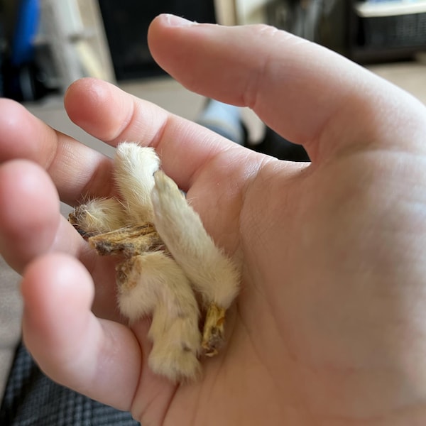 4 Muskrat Feet Real Animal Bone Taxidermy Weird Craft Parts Claws - Etsy