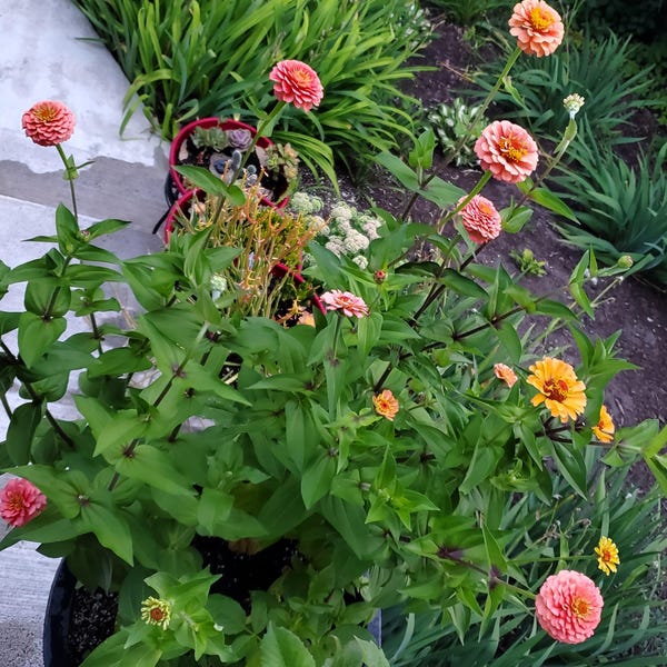 Benarys Giant CORAL Zinnia Flower Seeds - Untreated Heirloom Easy to ...